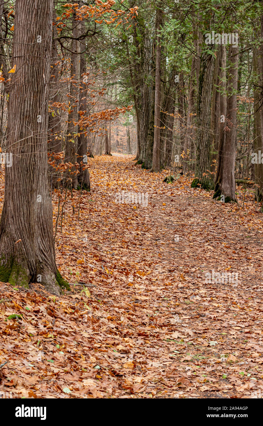 fall leaves on the ground of a trail in the forest Stock Photo - Alamy