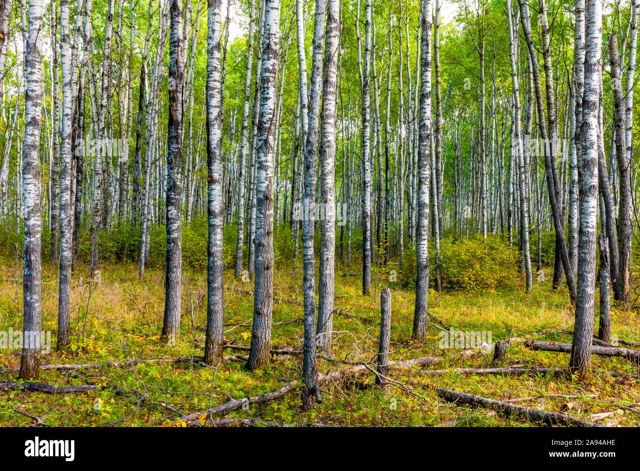 Forest of Aspen trees; Saskatchewan, Canada Stock Photo - Alamy
