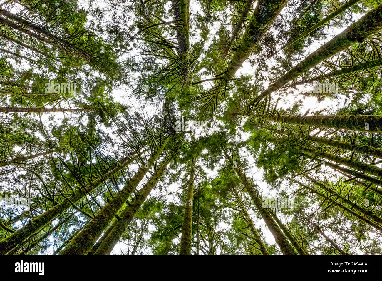 Treetops in a rainforest viewed from directly below looking to the sky ...