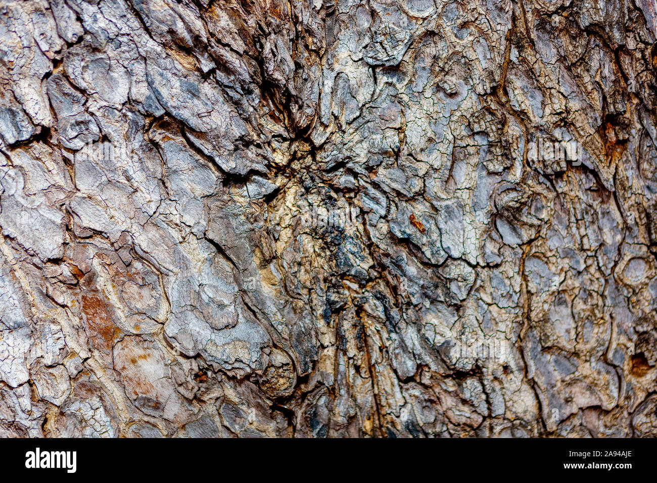 Close up detail of tree bark hi-res stock photography and images - Alamy