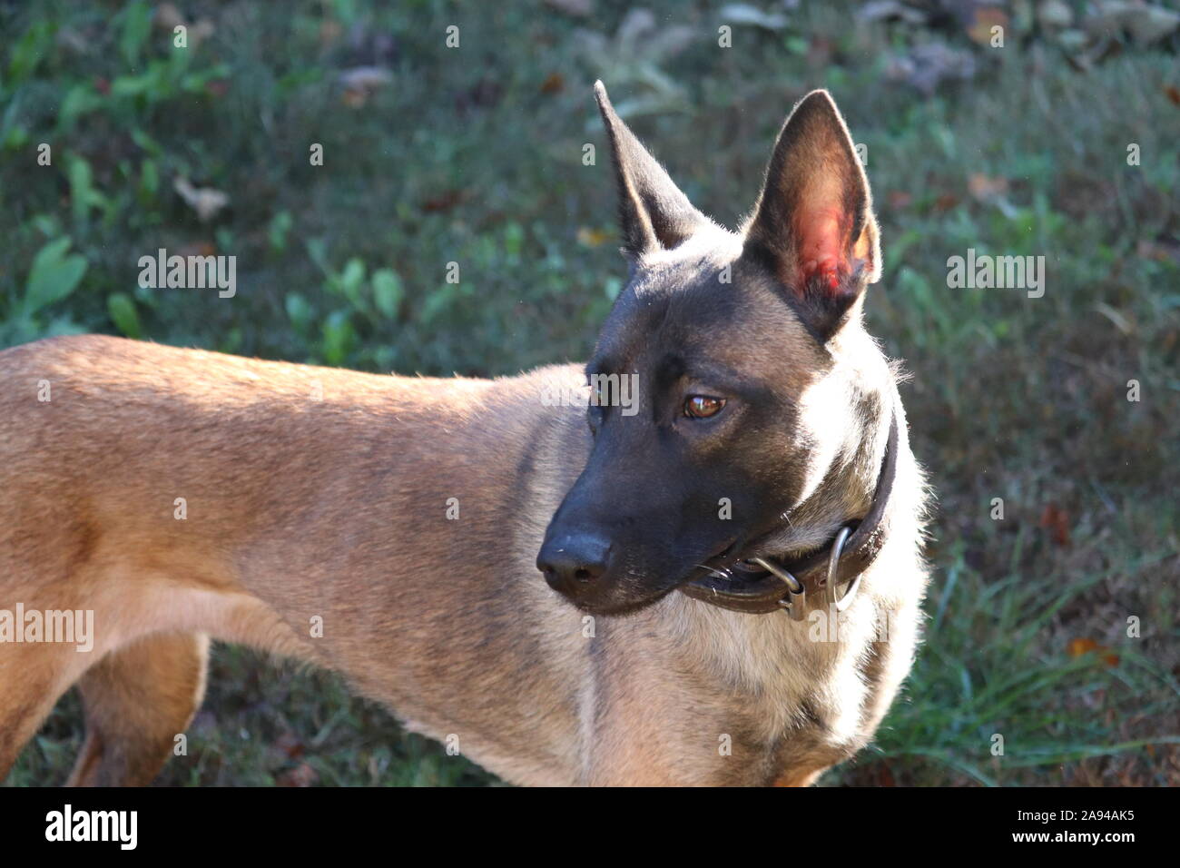 Beautiful malinois hi-res stock photography and images - Alamy