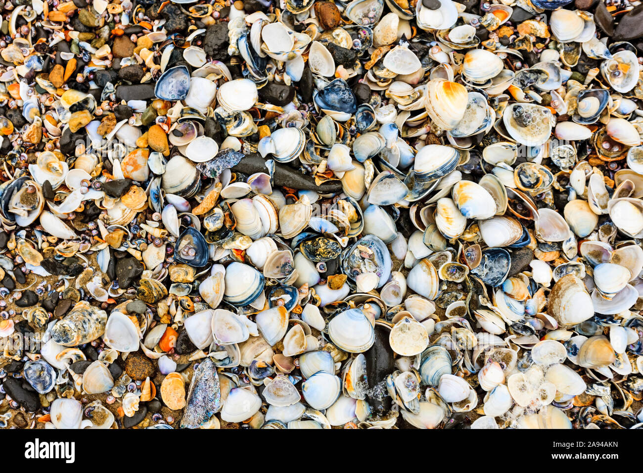 Abundance of seashells of various sizes and colours Stock Photo - Alamy