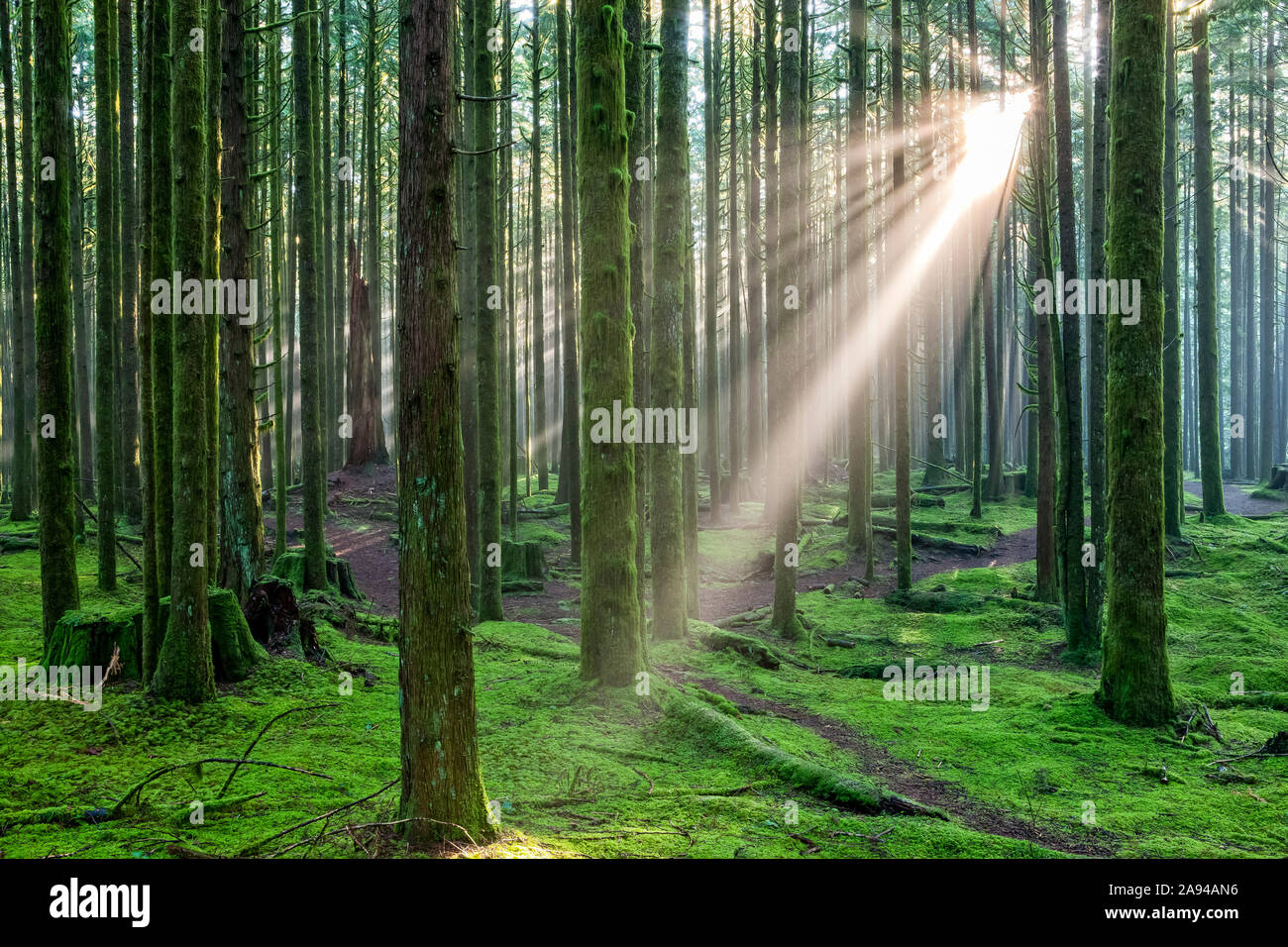 Sun rays through the misty air in a rainforest; British Columbia ...