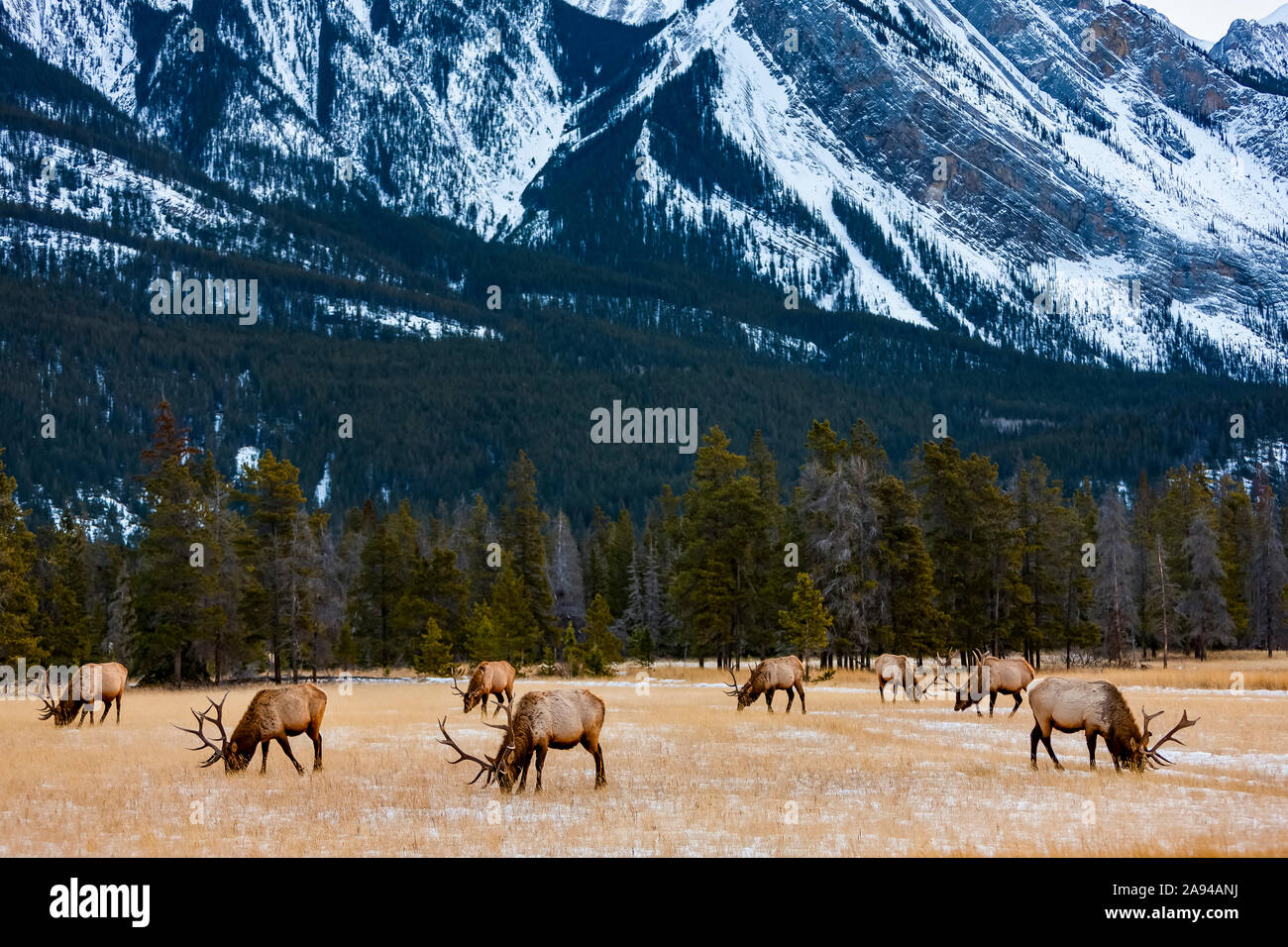 Elk in jasper national park hi-res stock photography and images - Alamy