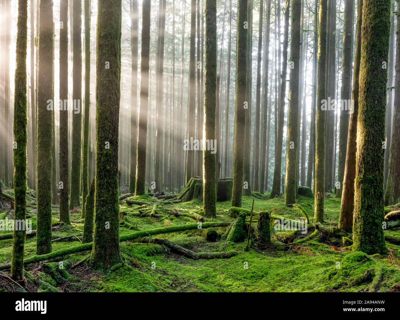 Sun rays through the misty air in a rainforest; British Columbia ...