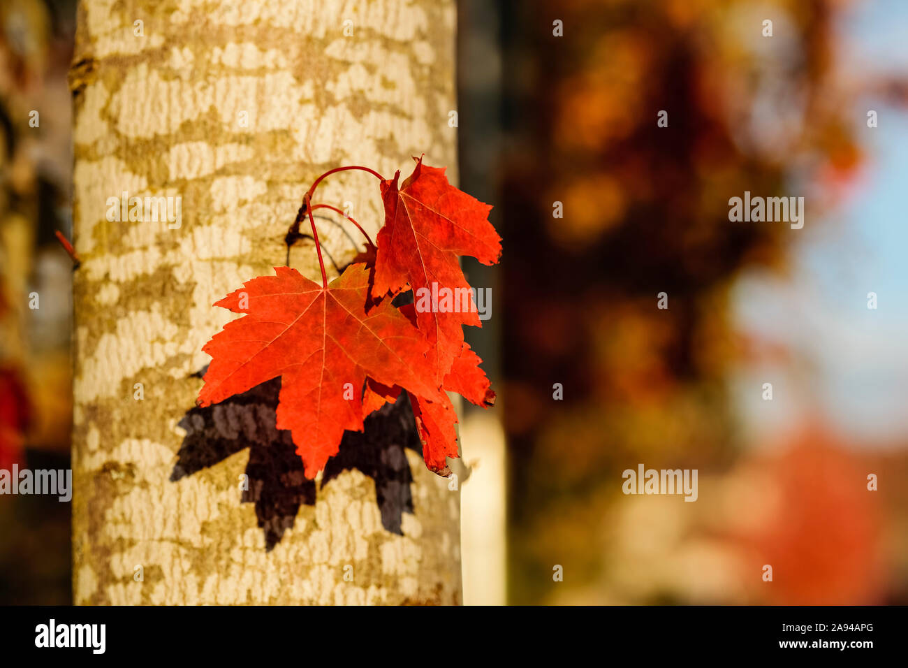 Red maple leaves growing from a tree trunk; Alberta, Canada Stock Photo ...