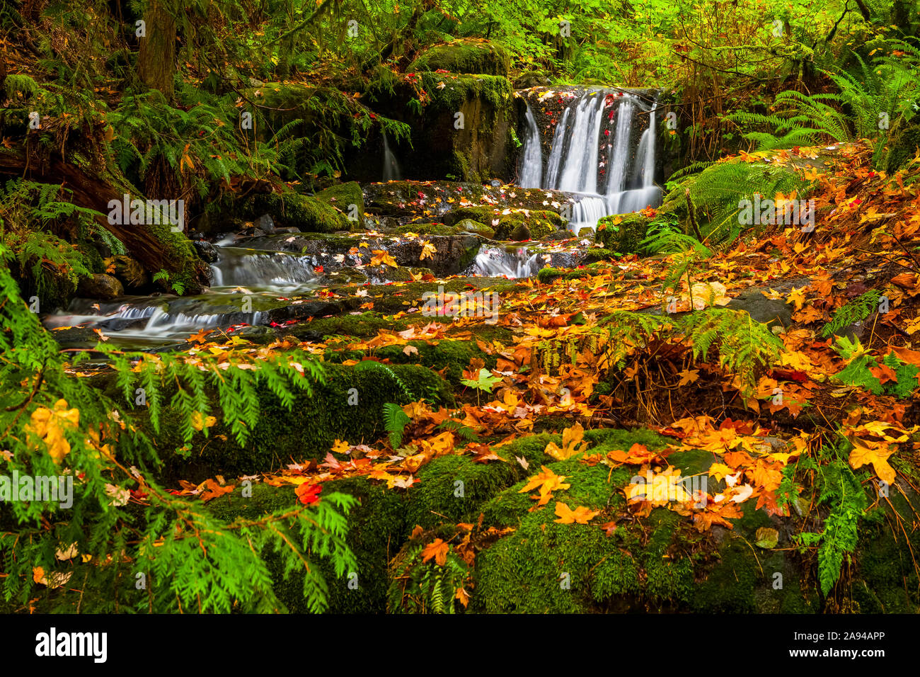Vibrant autumn colours in a forest at Anderson Creek Waterfall; British ...