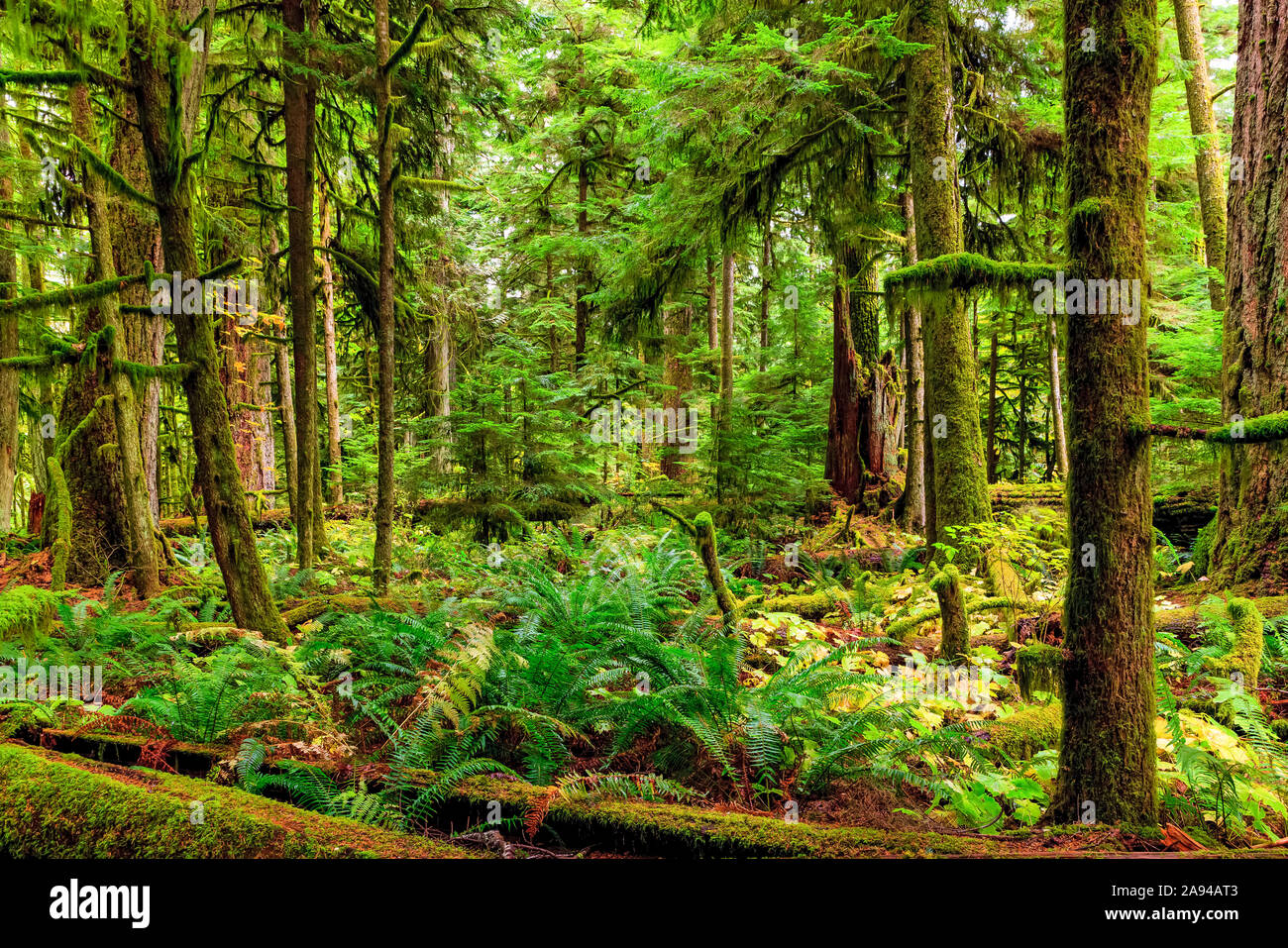 Rainforest of Cathedral Grove, MacMillan Provincial Park; British ...