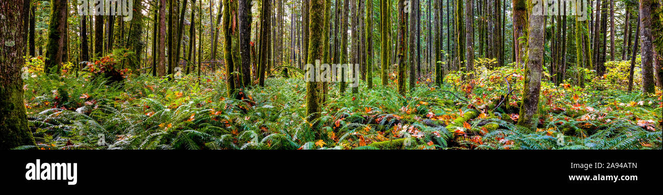 Panorama of a rainforest; British Columbia, Canada Stock Photo - Alamy