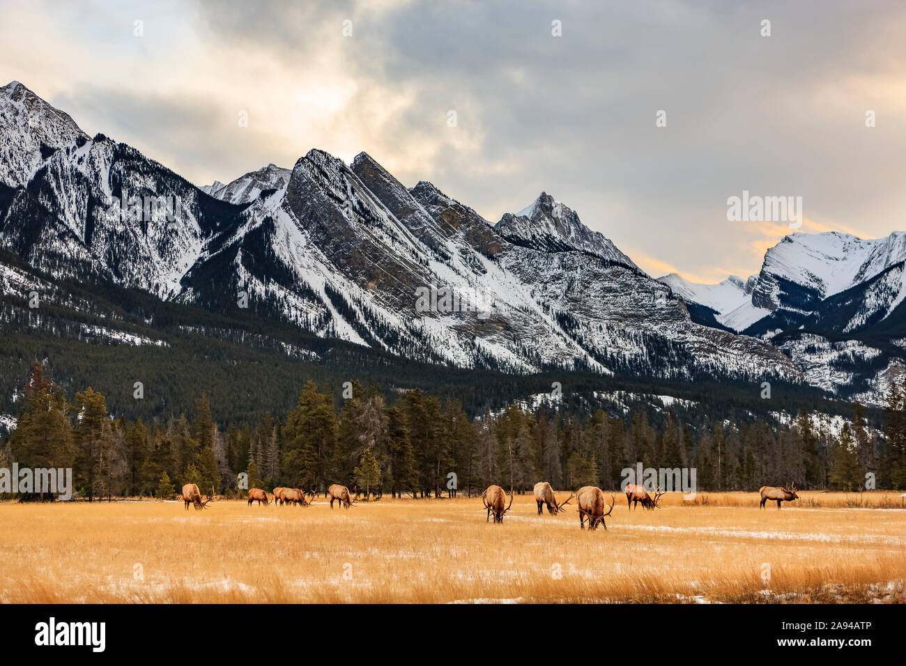 Elk (Cervus canadensis) in Jasper National Park; Alberta, Canada Stock ...