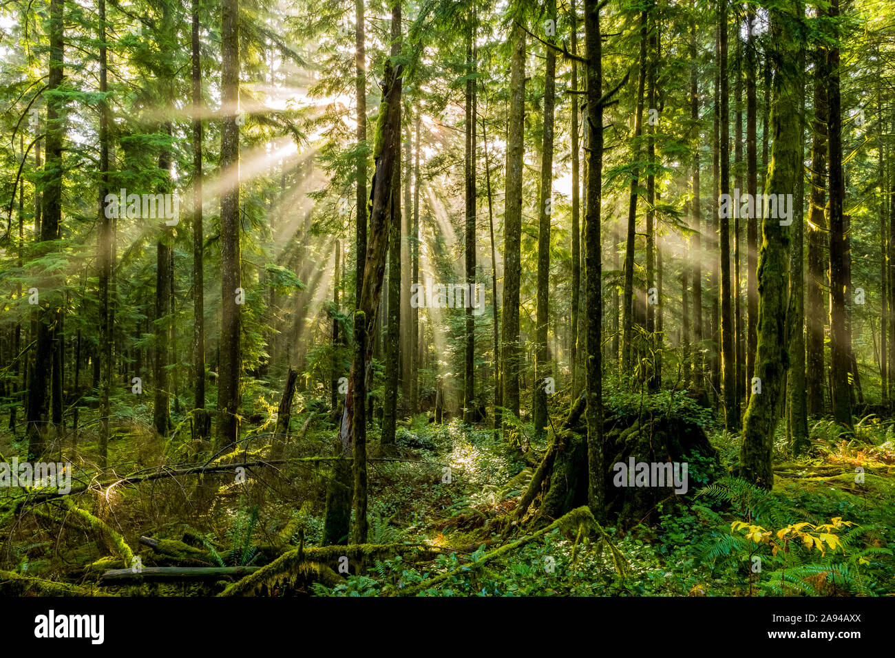 Sun rays through the misty air in a rainforest; British Columbia ...
