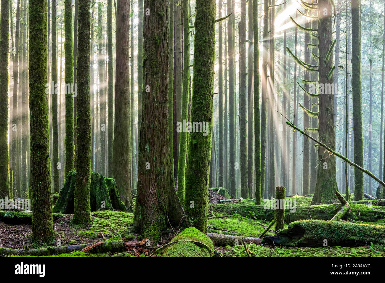 Sun rays through the misty air in a rainforest; British Columbia ...