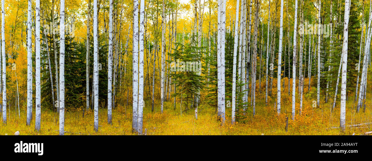 American aspen tree hi-res stock photography and images - Alamy