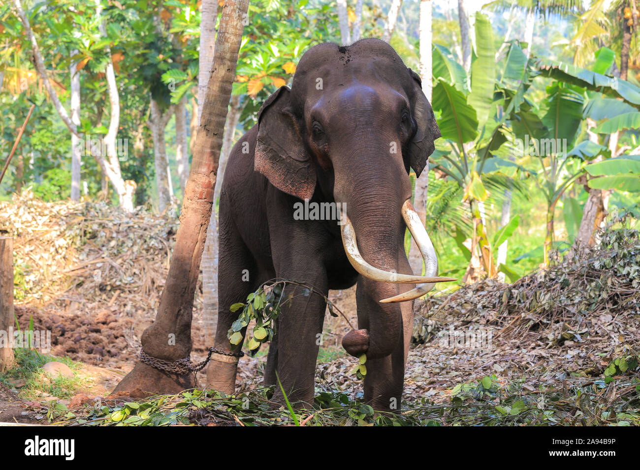 Tethered elephant wit big tusks in Sri Lanka Stock Photo - Alamy
