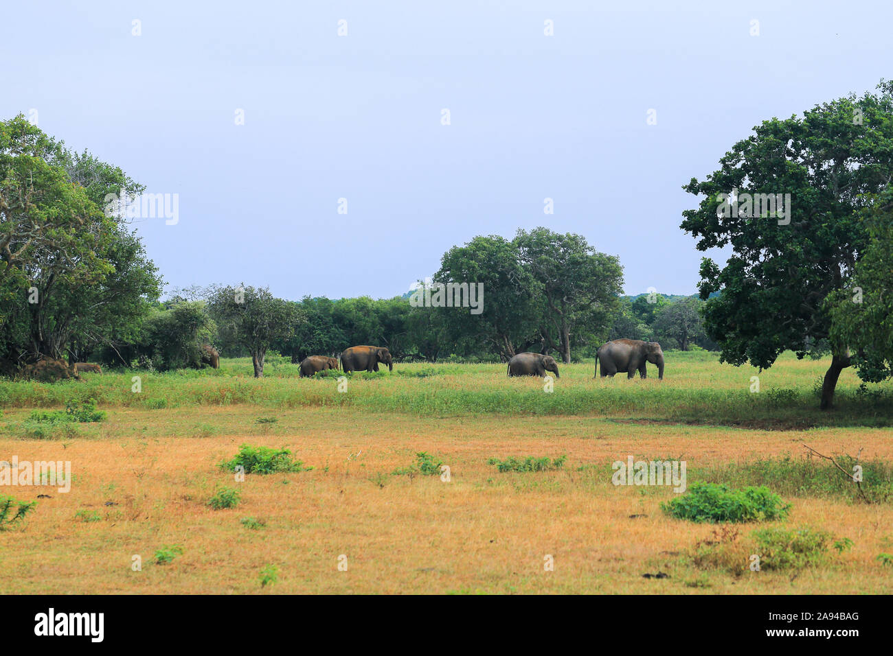 Wild elephants in the Yala National Park in Sri Lanka Stock Photo - Alamy