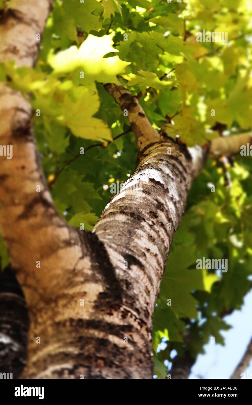 Spring maple tree Stock Photo - Alamy