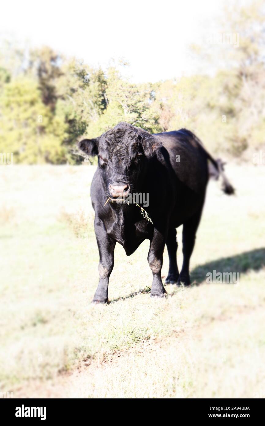 Bull in a field Stock Photo - Alamy