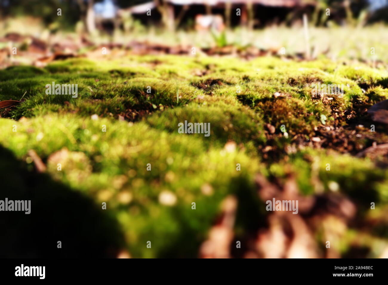 Moss up close Stock Photo - Alamy