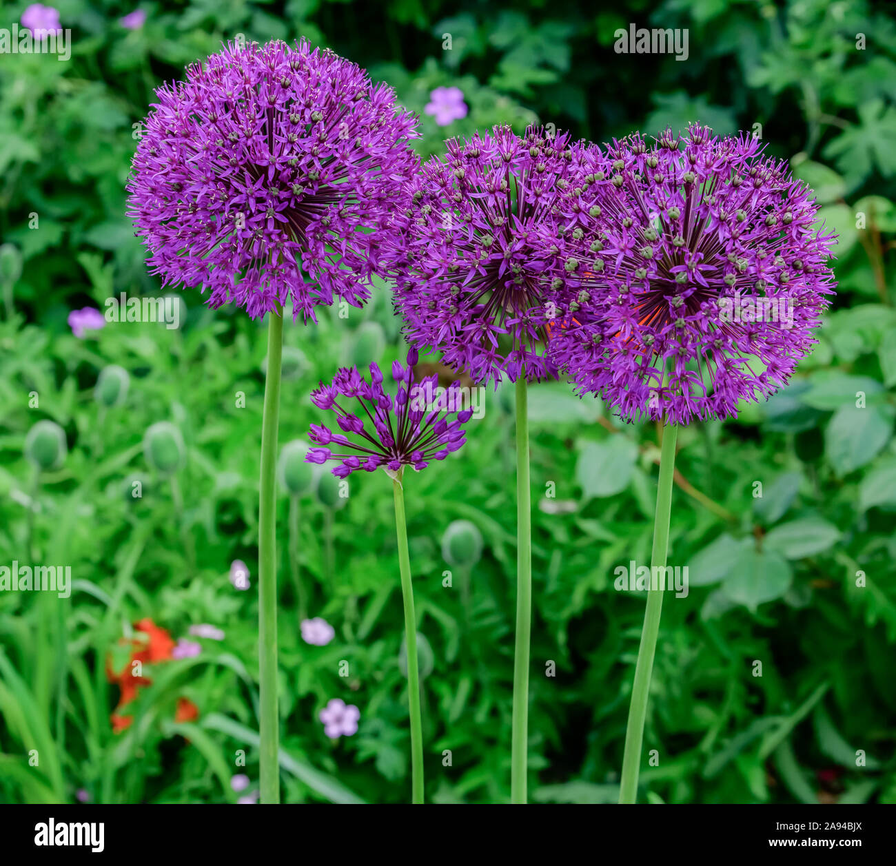 Four flowers on a stem hi-res stock photography and images - Alamy