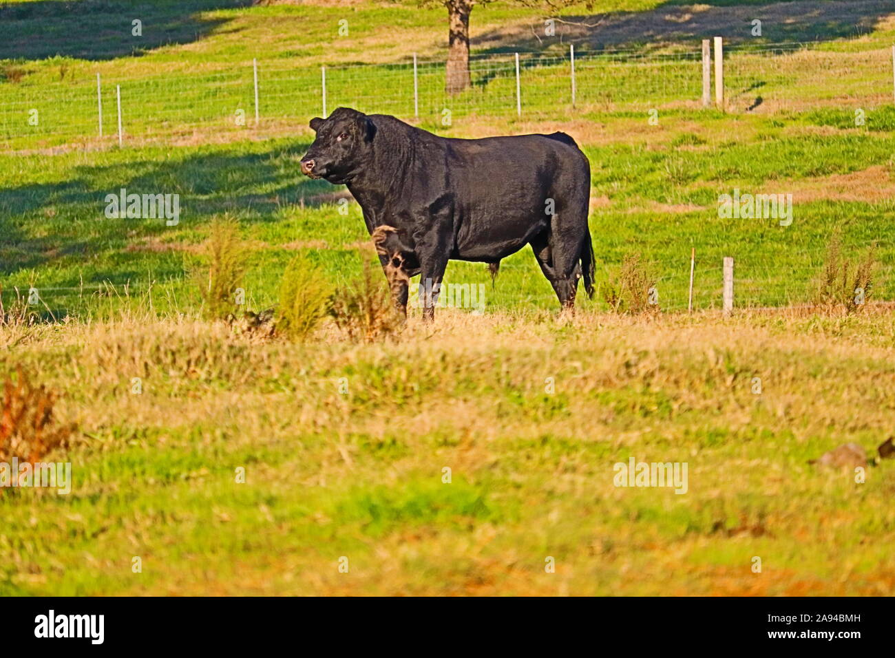 Bull in a field Stock Photo - Alamy