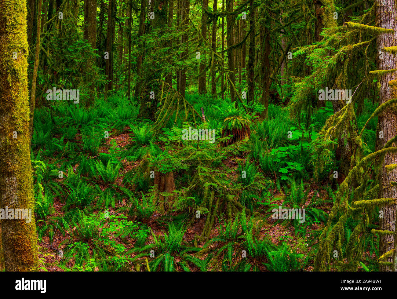 Ferns growing on the forest floor of a rainforest; British Columbia ...
