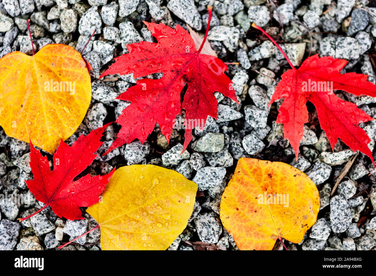 Gold fall colours hi-res stock photography and images - Alamy
