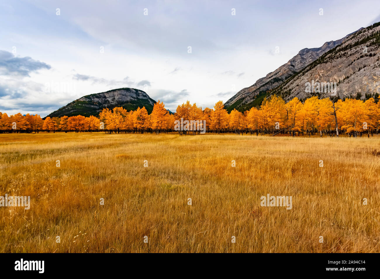 Autumn coloured foliage and grass in Banff National Park; Alberta ...