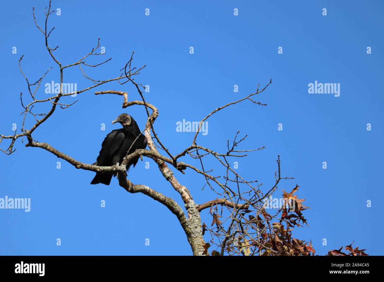 A buzzard in a tall tree branch Stock Photo - Alamy