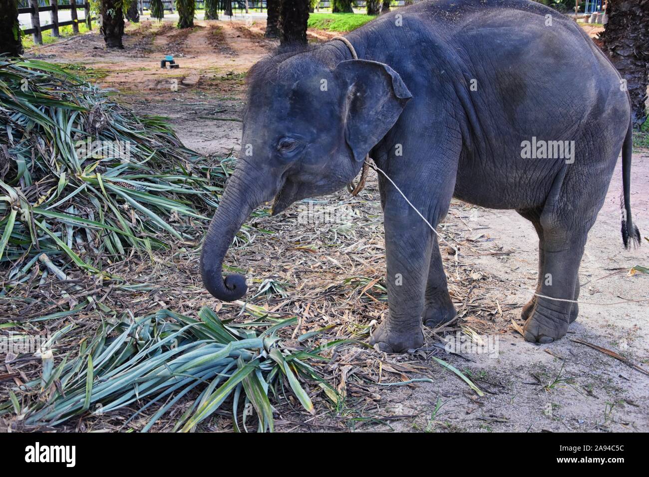 Baby elephant, Elephas maximus, rescued, healing to be reintroduced ...