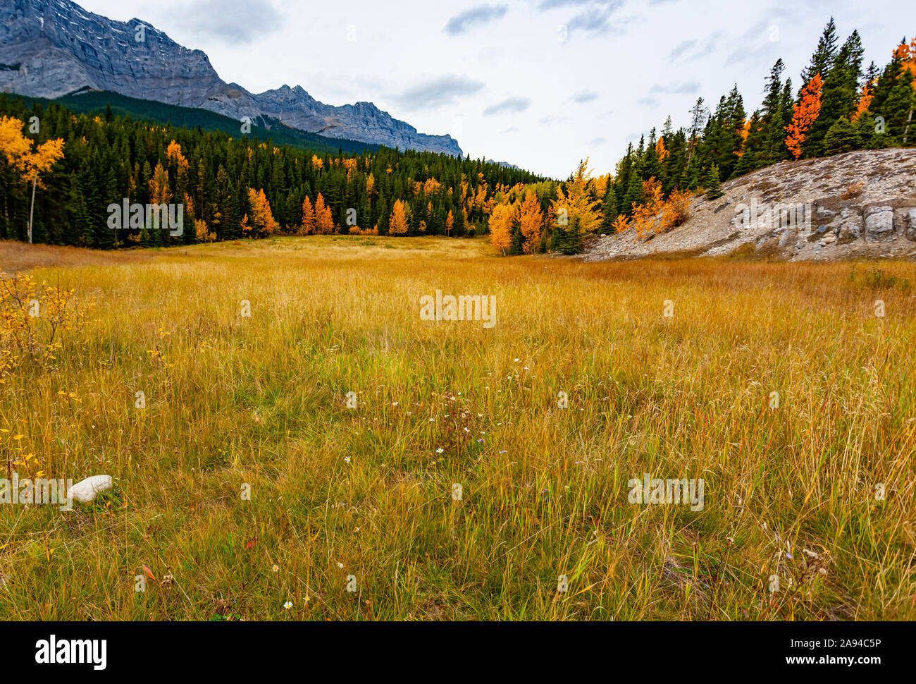 Autumn coloured foliage and grass in Banff National Park; Alberta ...