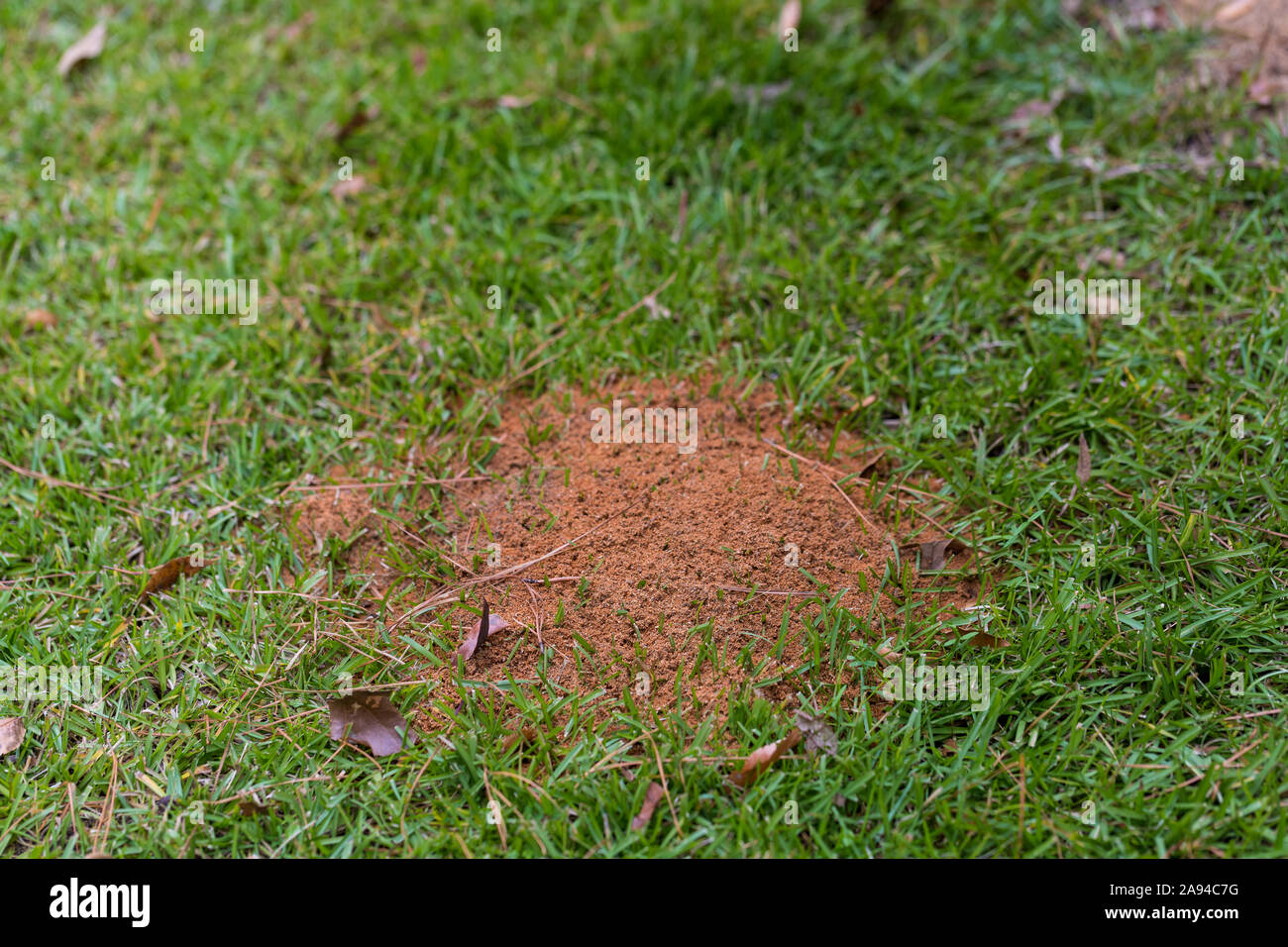 Ant fight hi-res stock photography and images - Alamy