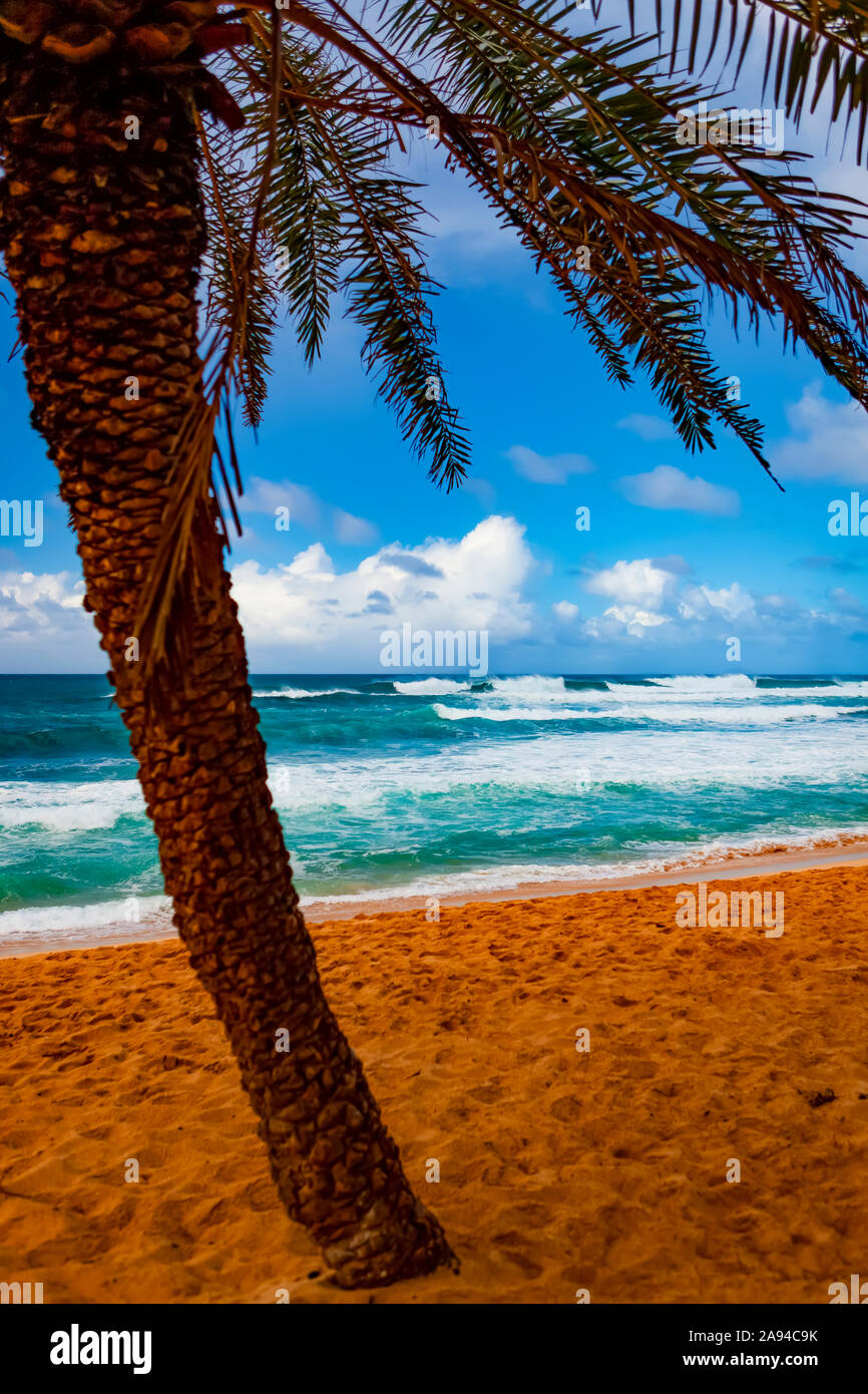 Palm tree on the golden sand and waves of turquoise ocean water rolling ...