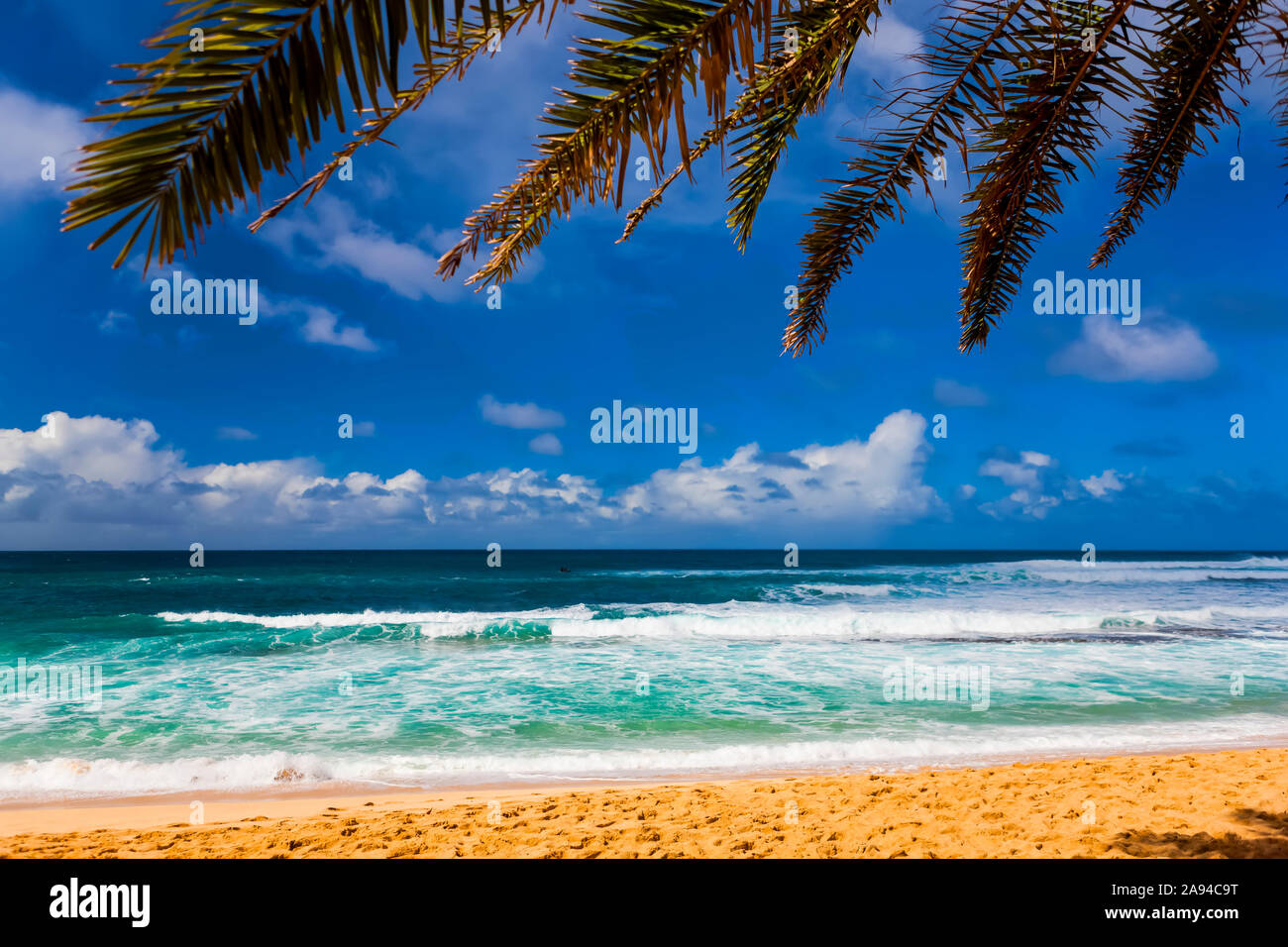 Hawaiian palm tree hi-res stock photography and images - Alamy