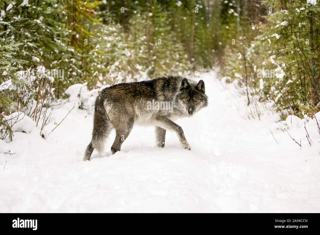 Grey wolf walking outdoors hi-res stock photography and images - Alamy