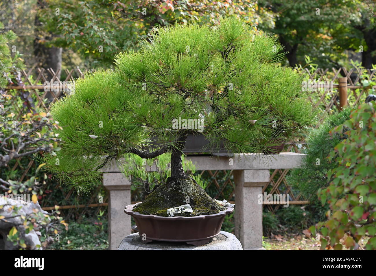 bonsai conifer in the Humble Administrator Garden in Suzhou, China ...