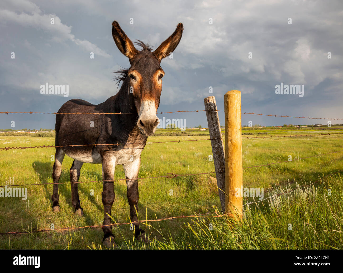 Animal looking over fence hi-res stock photography and images - Alamy