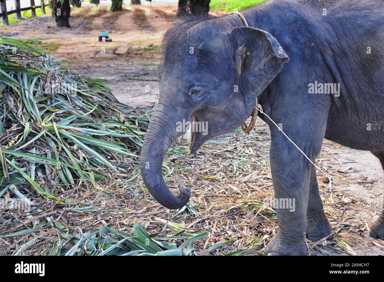 Baby elephant, Elephas maximus, rescued, healing to be reintroduced ...