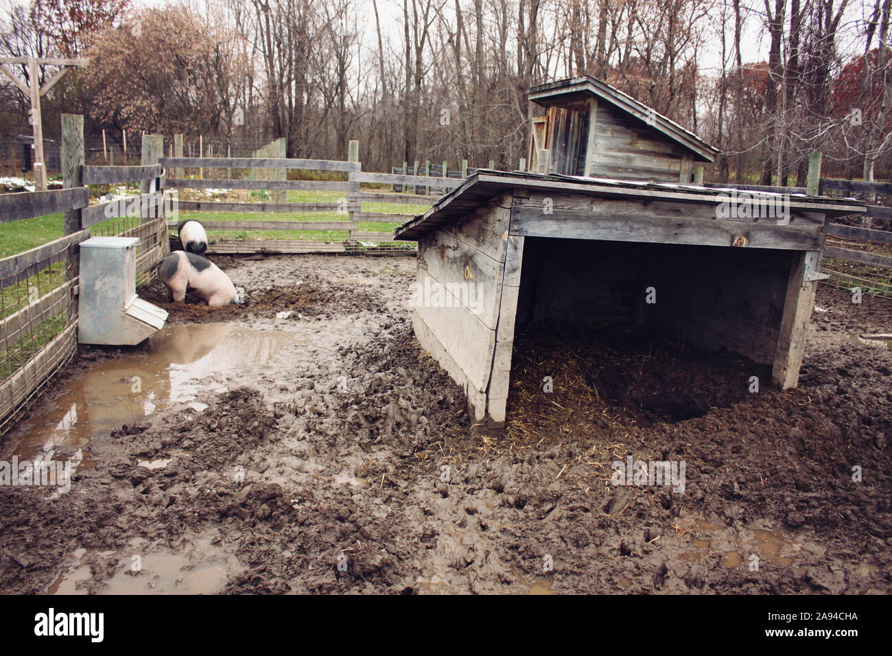 just rooting around in the mud Stock Photo - Alamy