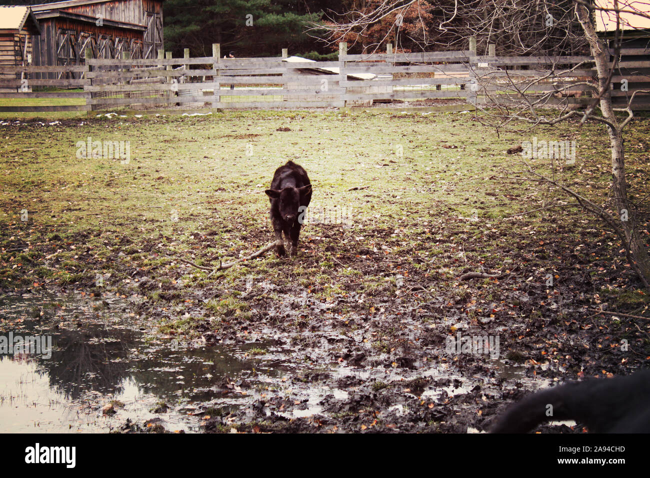 Life at the farm hi-res stock photography and images - Alamy