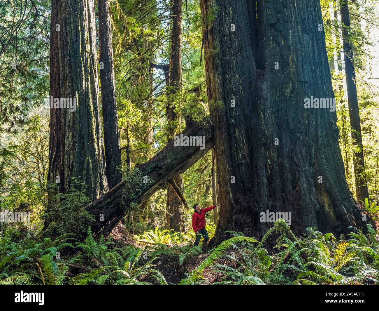 Man standing in the Redwood Forests of Northern California. The trees ...