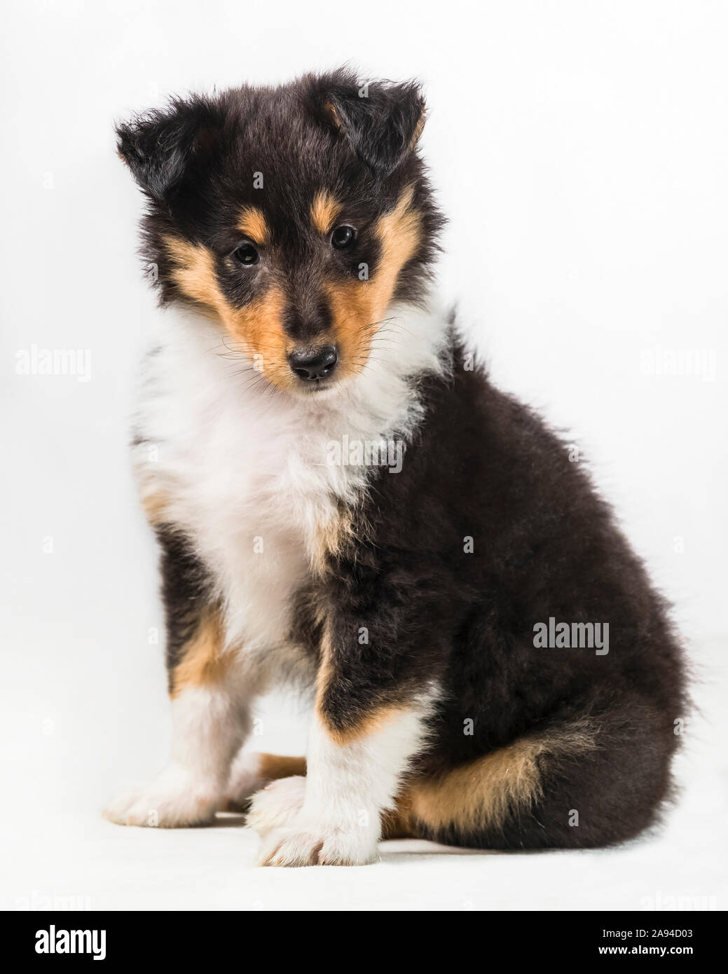 Studio portrait of a 6-week old tricolour Rough Collie puppy on white ...