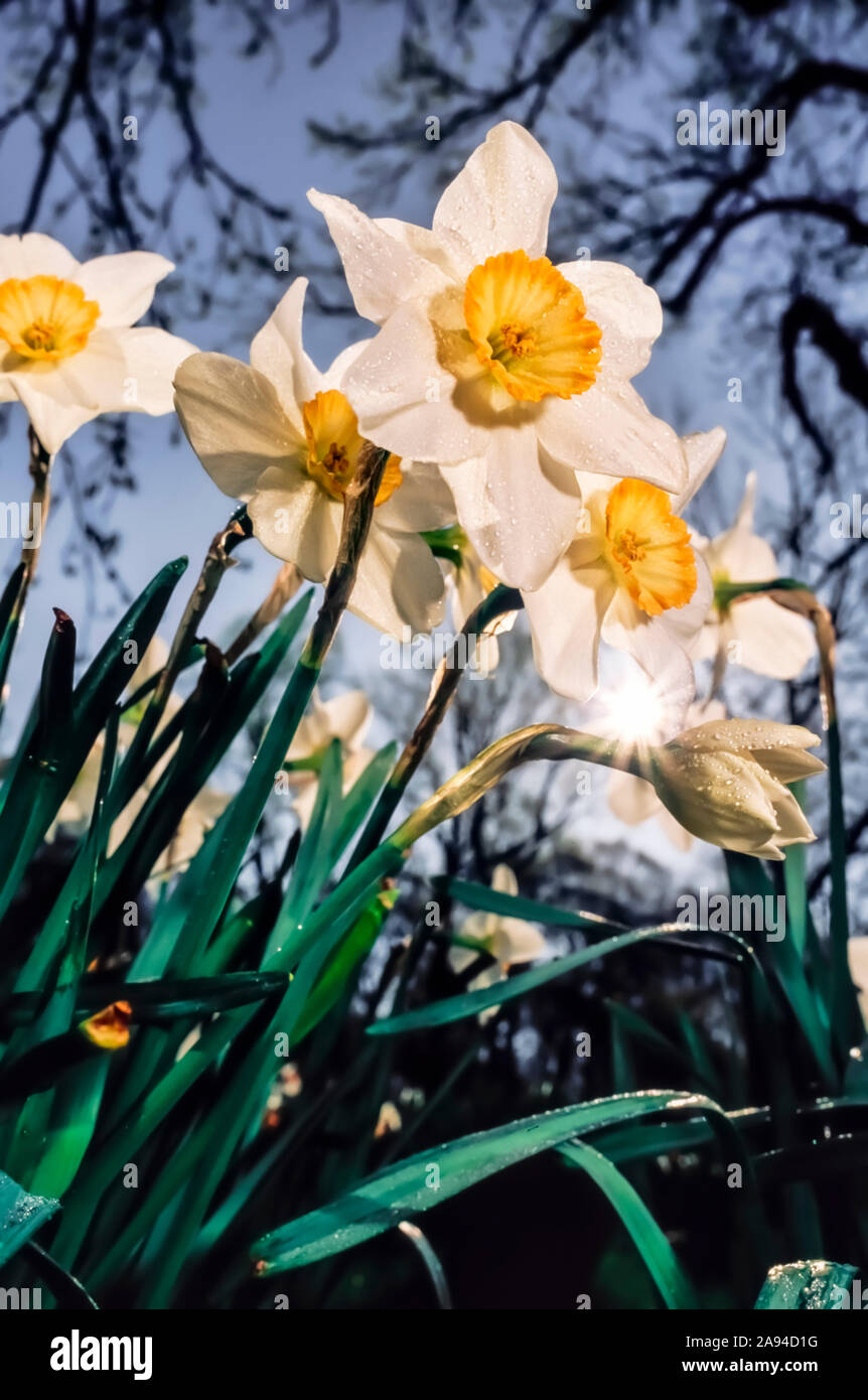 Sun rising behind large-cupped daffodils (Narcissus), 'Manon Lescant ...