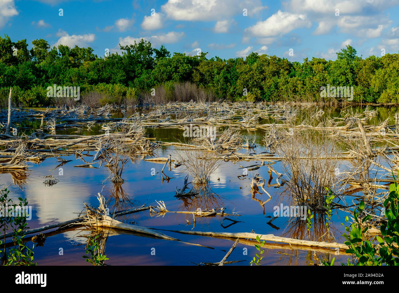 Swamp cover with floating dead trees on Little Cayman Island Stock ...