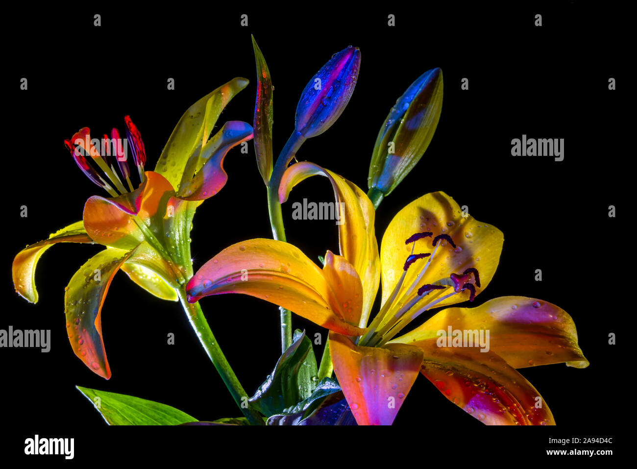 Lilium bright colours hi-res stock photography and images - Alamy