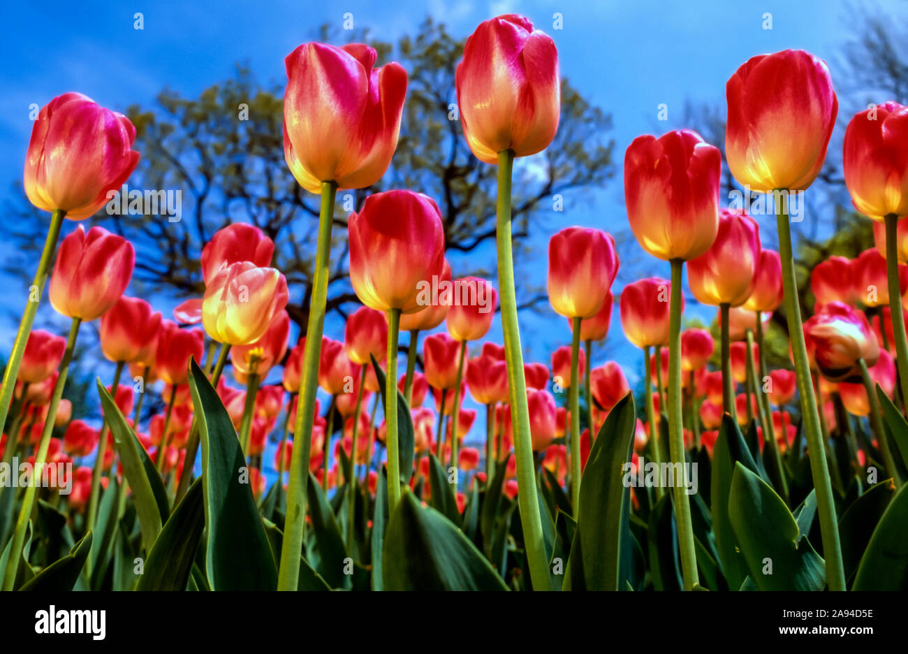 Central park conservancy hi-res stock photography and images - Alamy