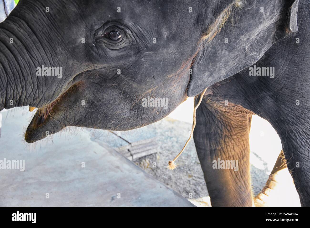 Baby elephant, Elephas maximus, rescued, healing to be reintroduced ...