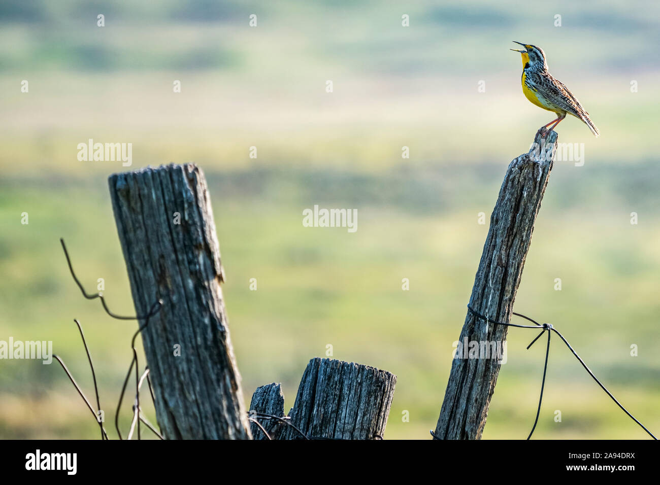 Bird perched on a post, calling with mouth open, Grasslands National ...