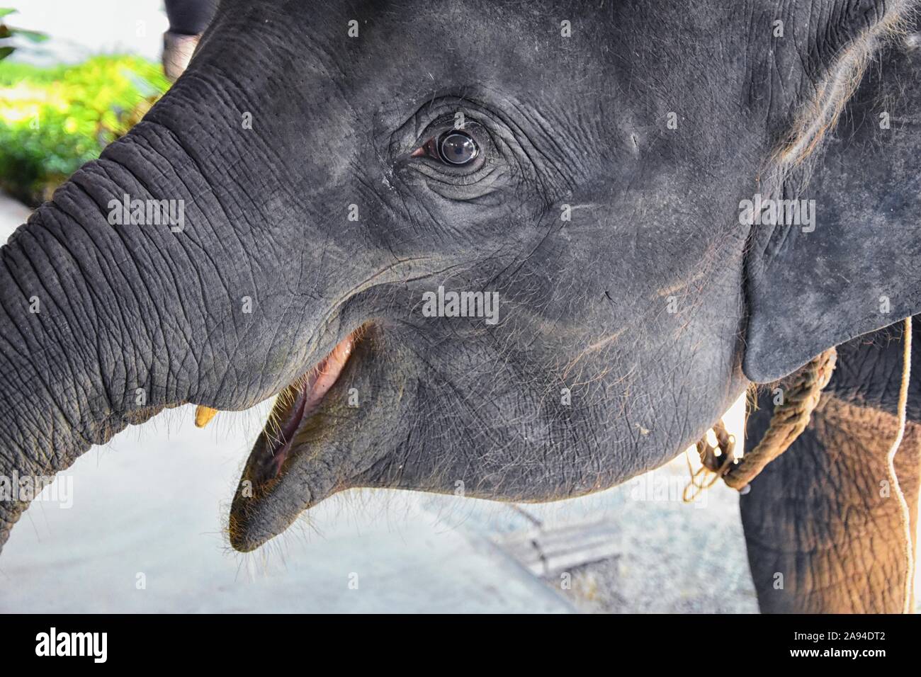 Baby elephant, Elephas maximus, rescued, healing to be reintroduced ...
