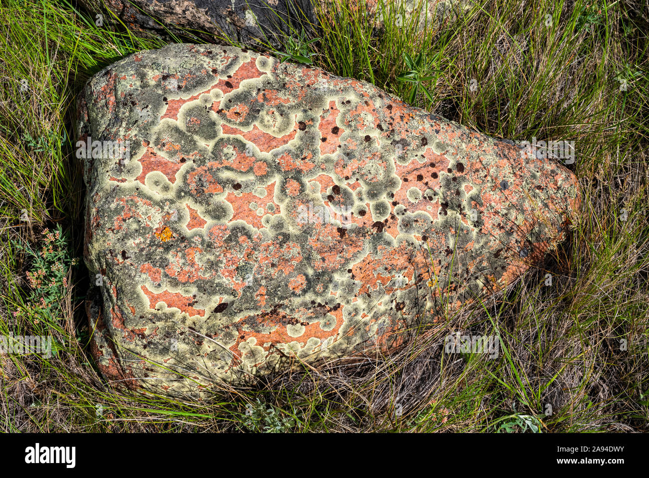Rock with beautiful patterns of lichen, Grasslands National Park; Val ...