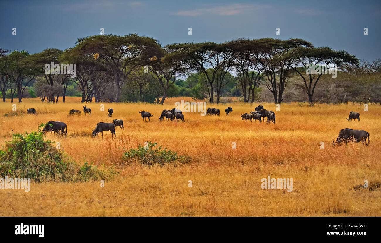 Acacia tortilis hi-res stock photography and images - Alamy